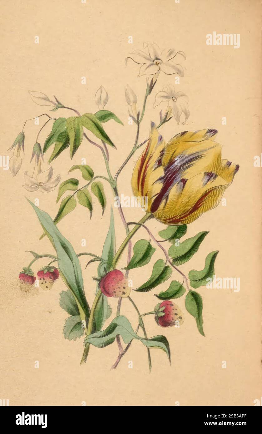 Blending various floral elements hi-res stock photography and images ...