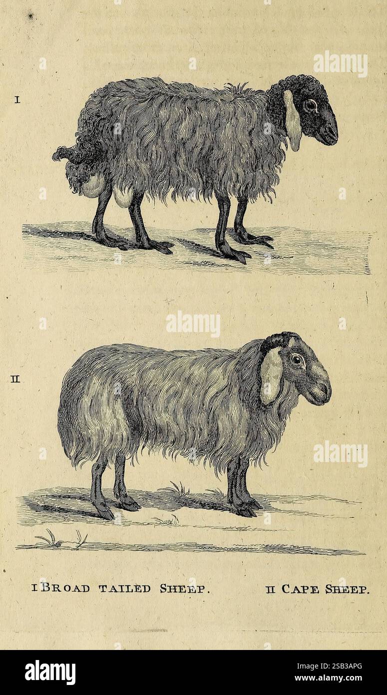 Synopsis of Quadrupeds, Chester, Printed by J. Monk, MDCCLXXI [1771 ...