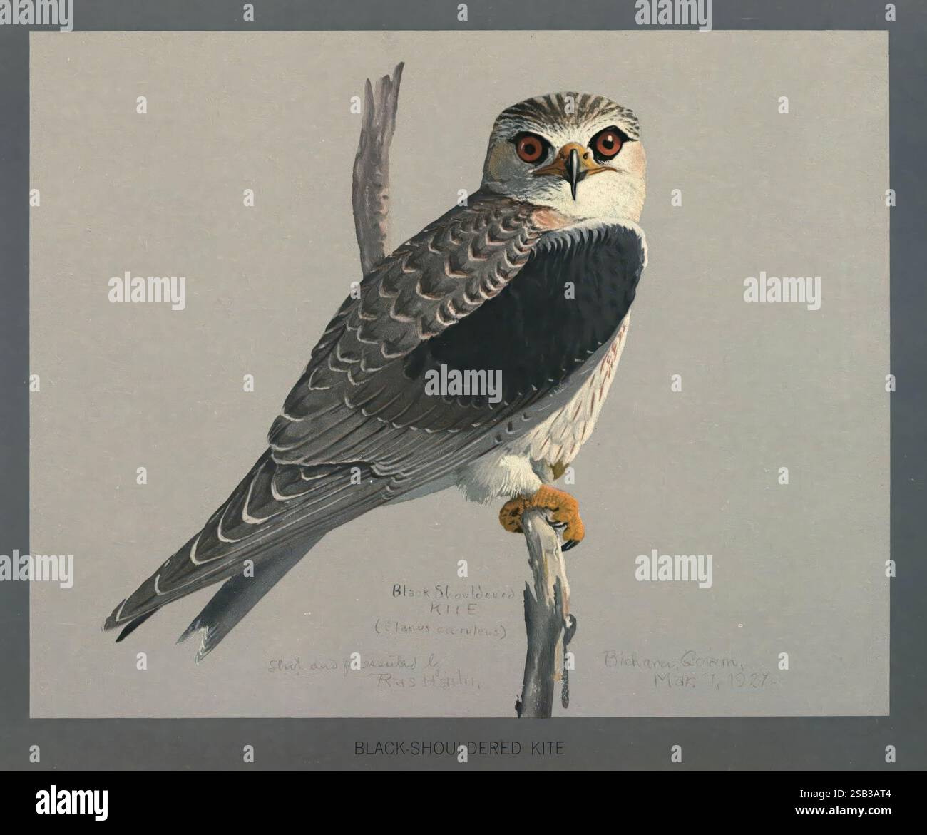 Kites detailed anatomy hi-res stock photography and images - Alamy