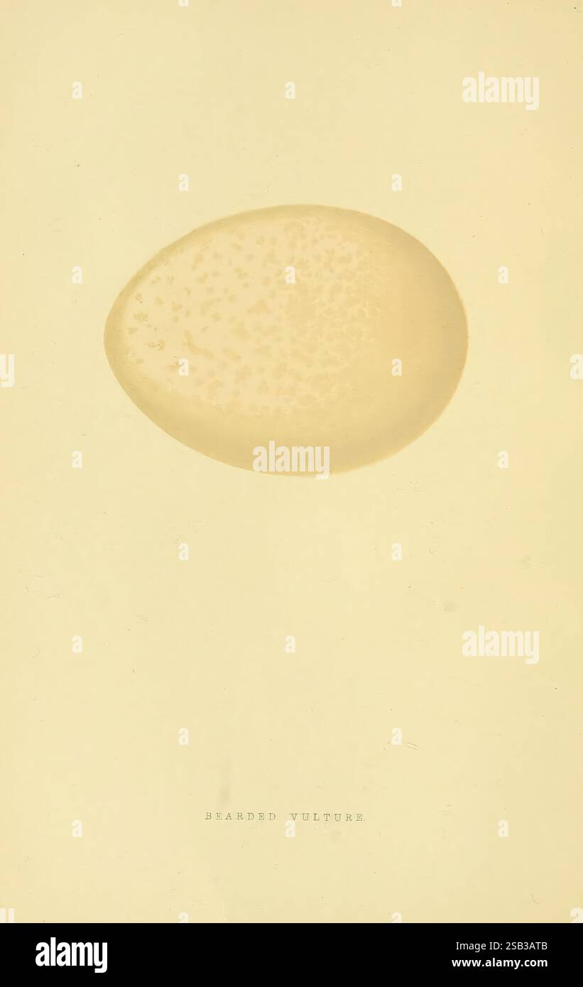 Bearded vulture egg hi-res stock photography and images - Alamy
