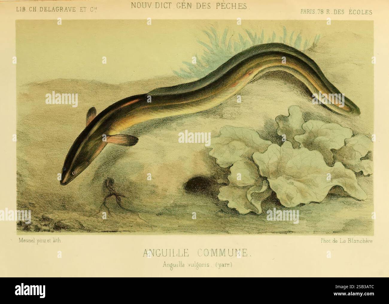 Eels distinctive features hi-res stock photography and images - Alamy