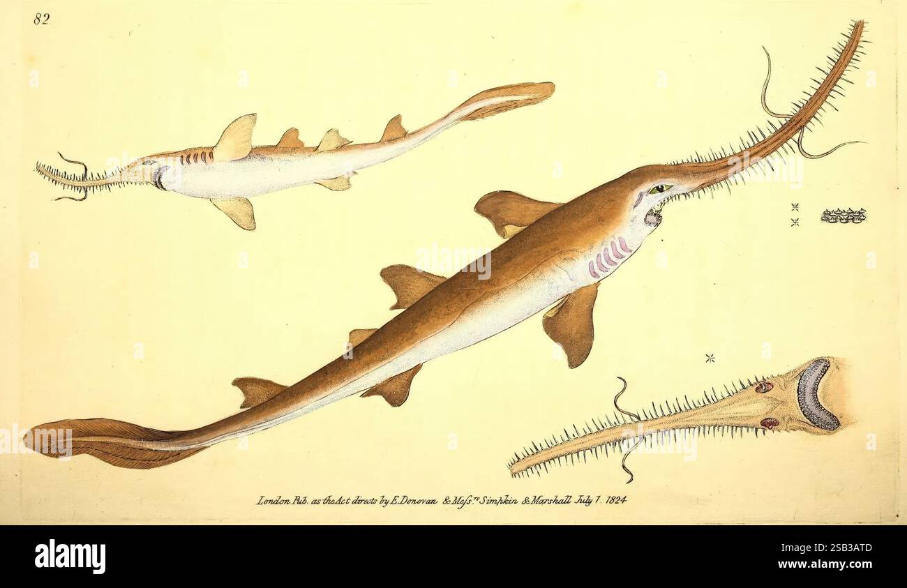 Larger shark hi-res stock photography and images - Alamy