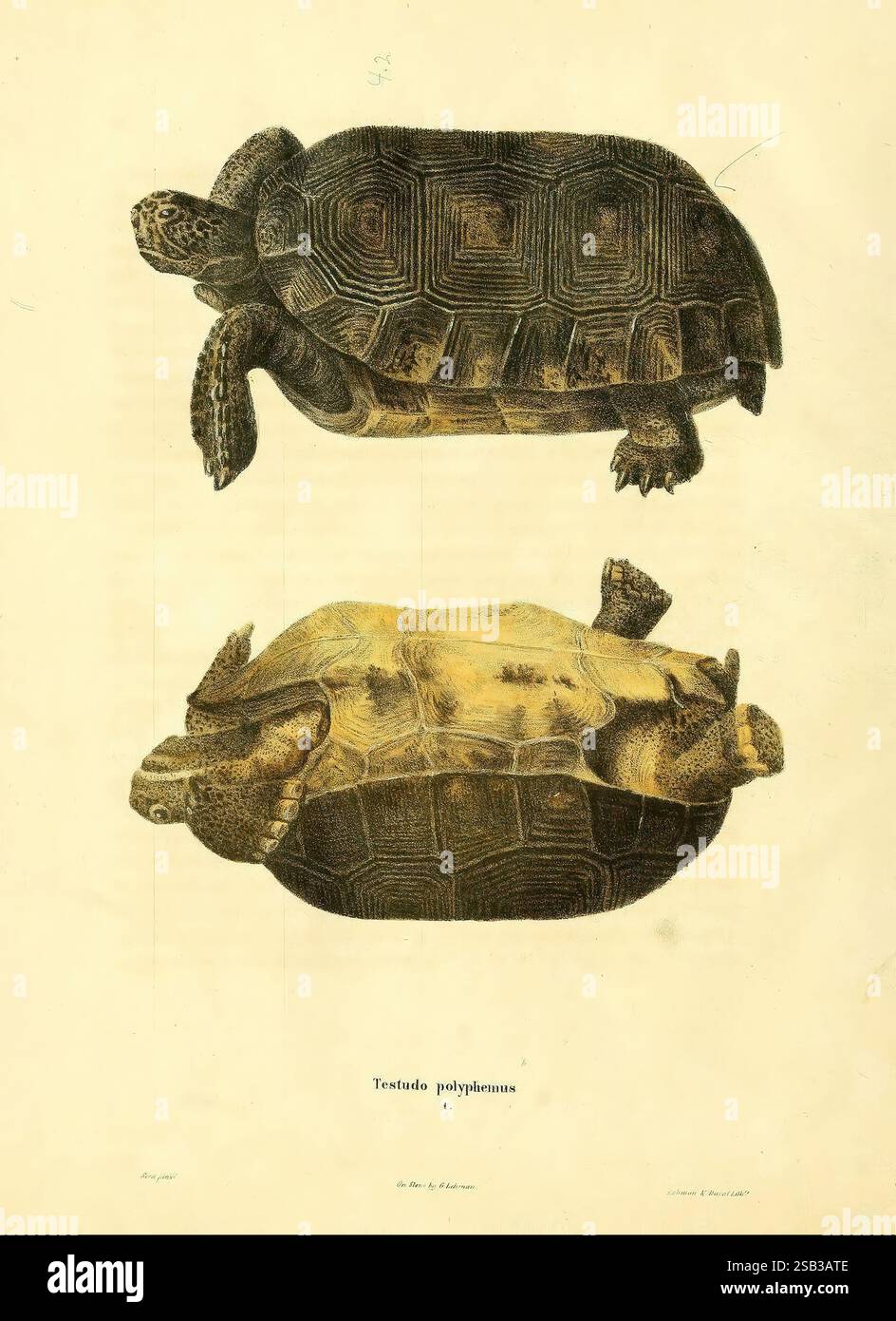 North American herpetology v.1 Philadelphia J. Dobson 1836-1840 ...