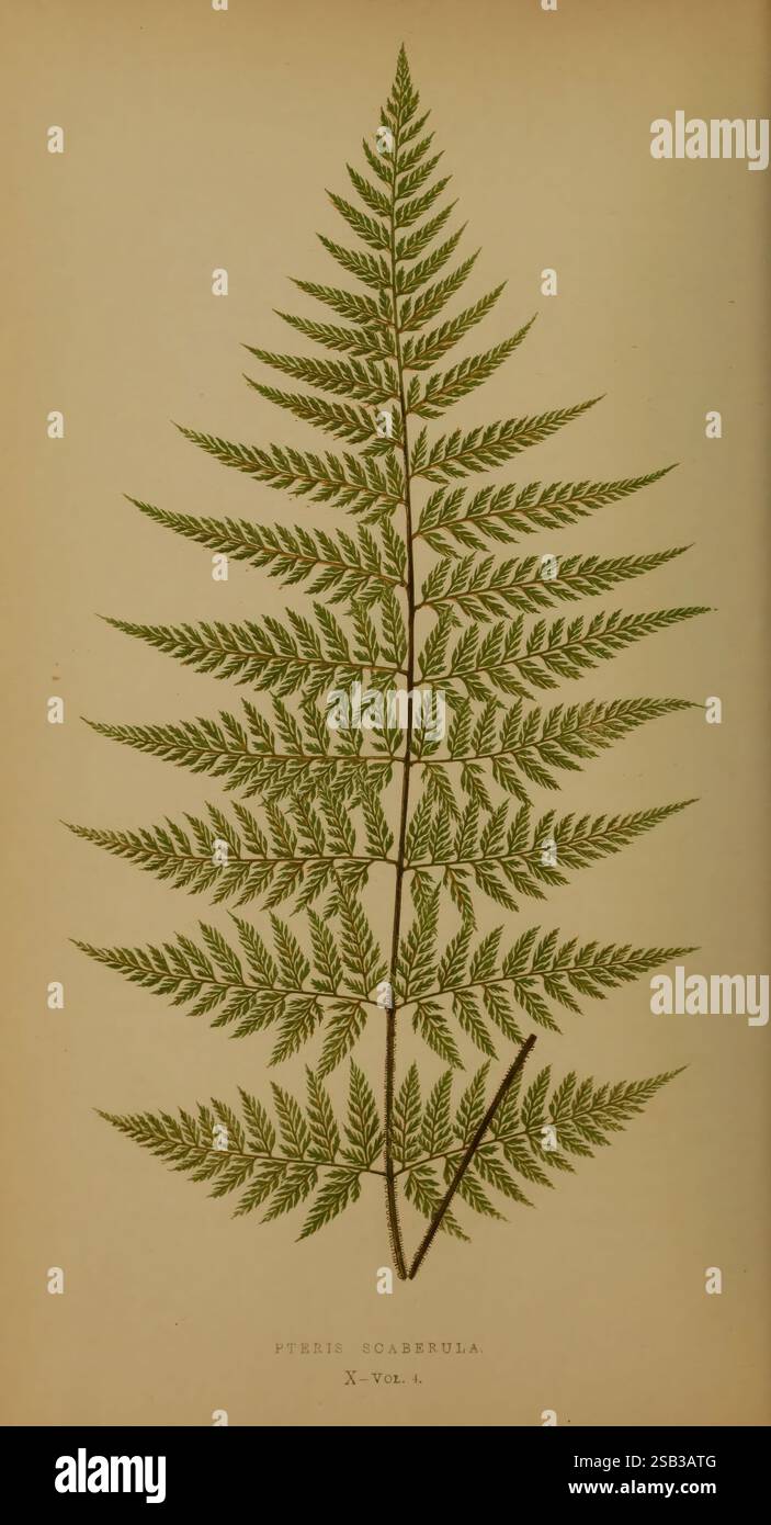 Pteris squarrosa hi-res stock photography and images - Alamy
