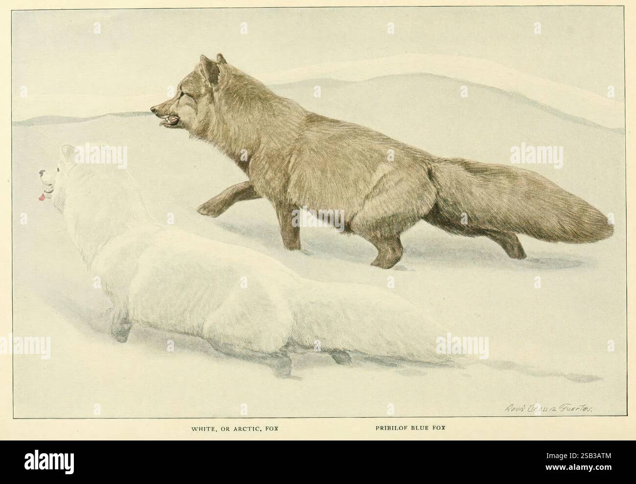 Alopex lagopus pribilofensis hi-res stock photography and images - Alamy