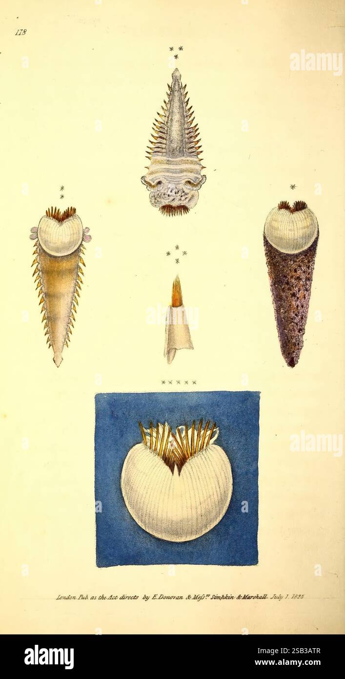 Textured seashell displays hi-res stock photography and images - Alamy