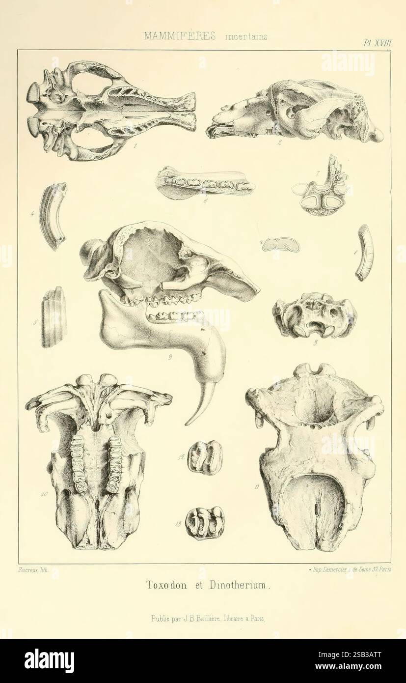 Toxodons skull hi-res stock photography and images - Alamy
