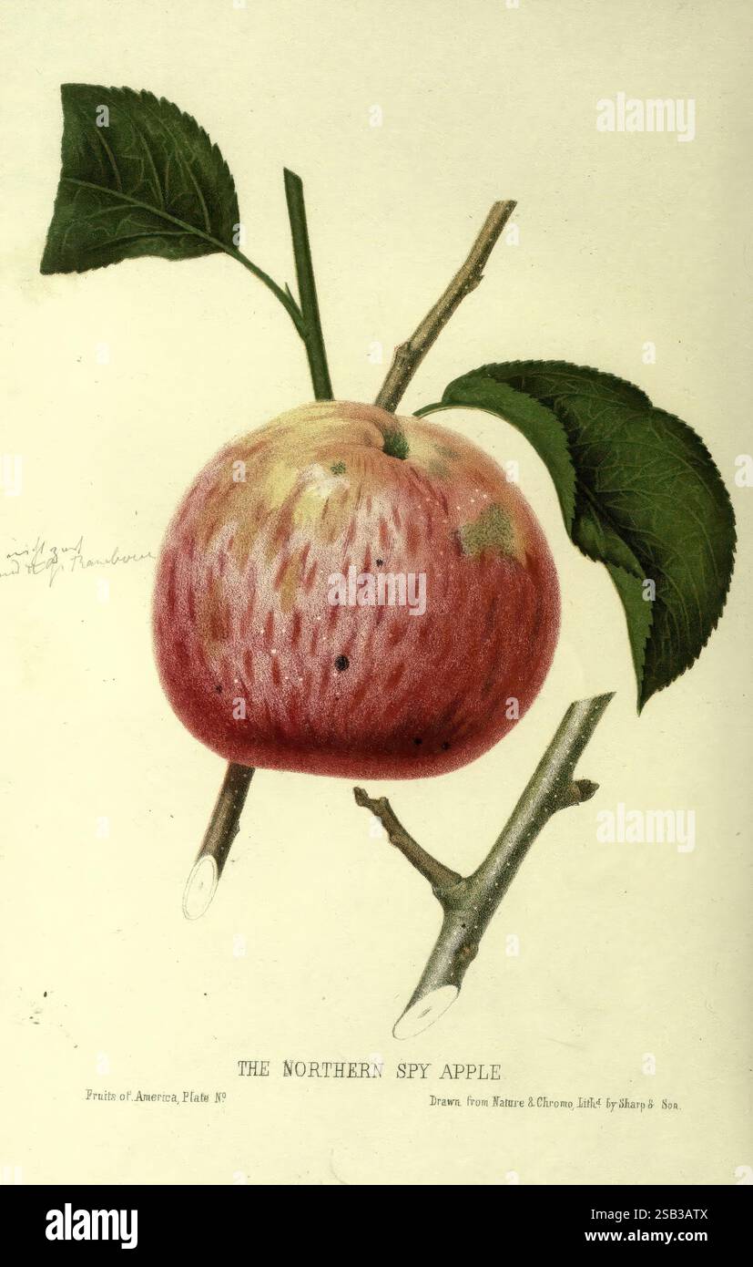 The, fruits, of, America, New York, D. Appleton & Co, 1853, fruit ...
