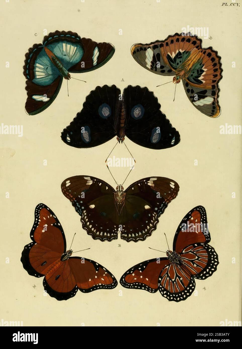 Top row showcases three butterflies hi-res stock photography and images ...