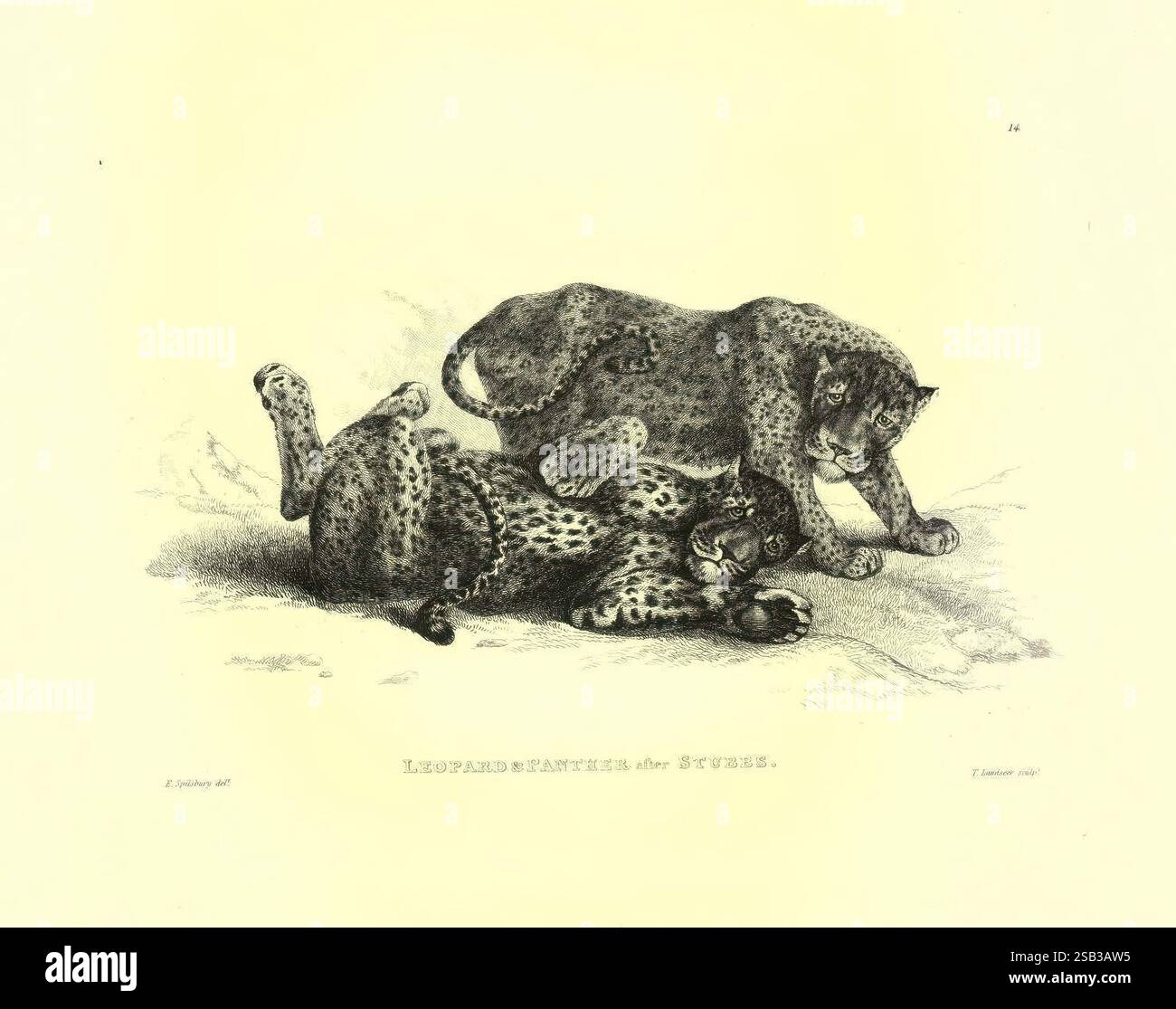 Engravings of lions, tigers, panthers, leopards, dogs, &c. 1853 ...