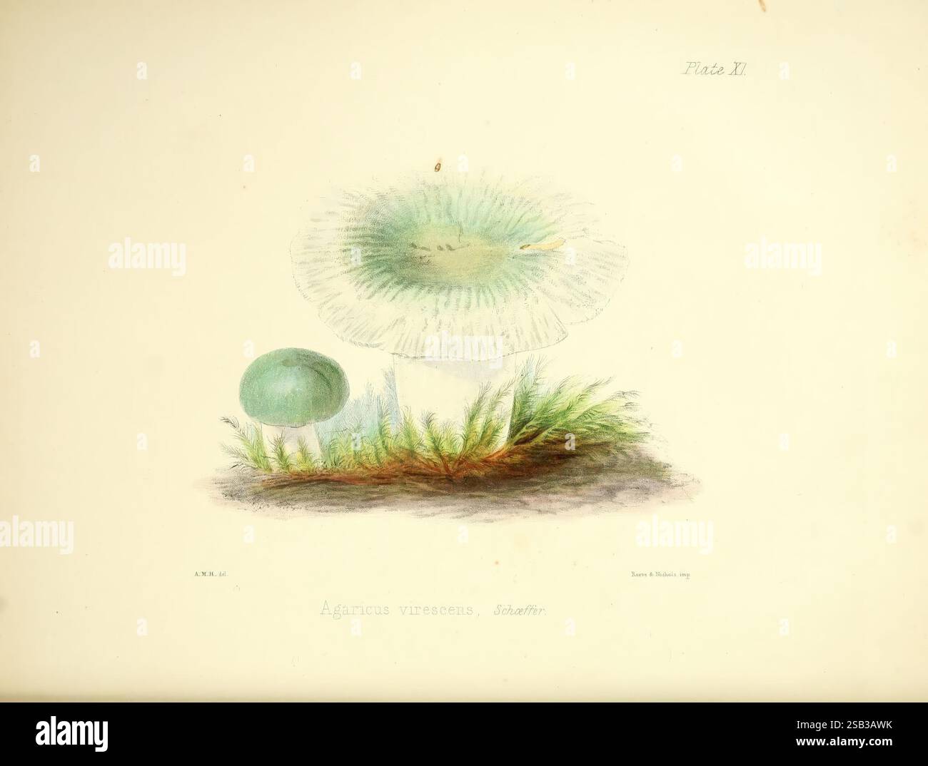 Another fungal growth hi-res stock photography and images - Alamy