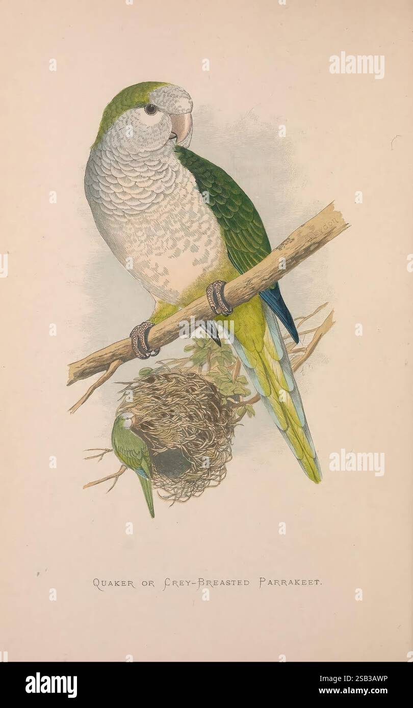 Grey breasted parrakeet hi-res stock photography and images - Alamy