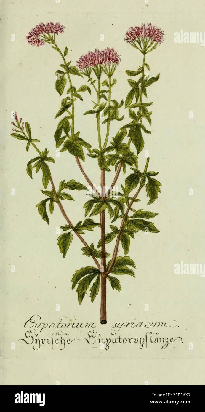 Ayapana stenolepsis hi-res stock photography and images - Alamy