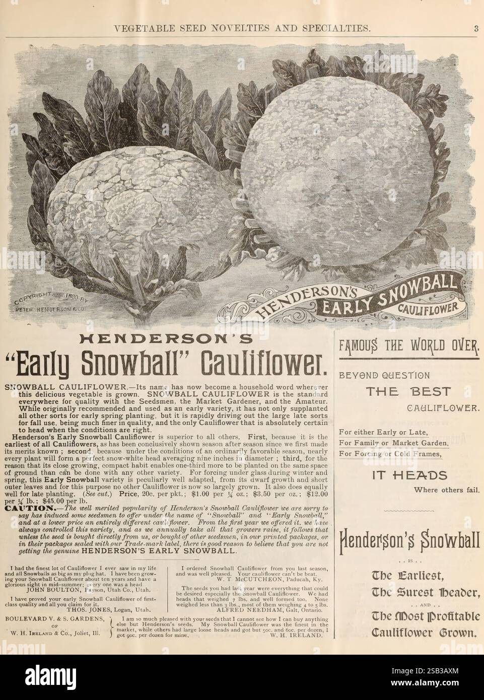 Hendersons early snowball hi-res stock photography and images - Alamy