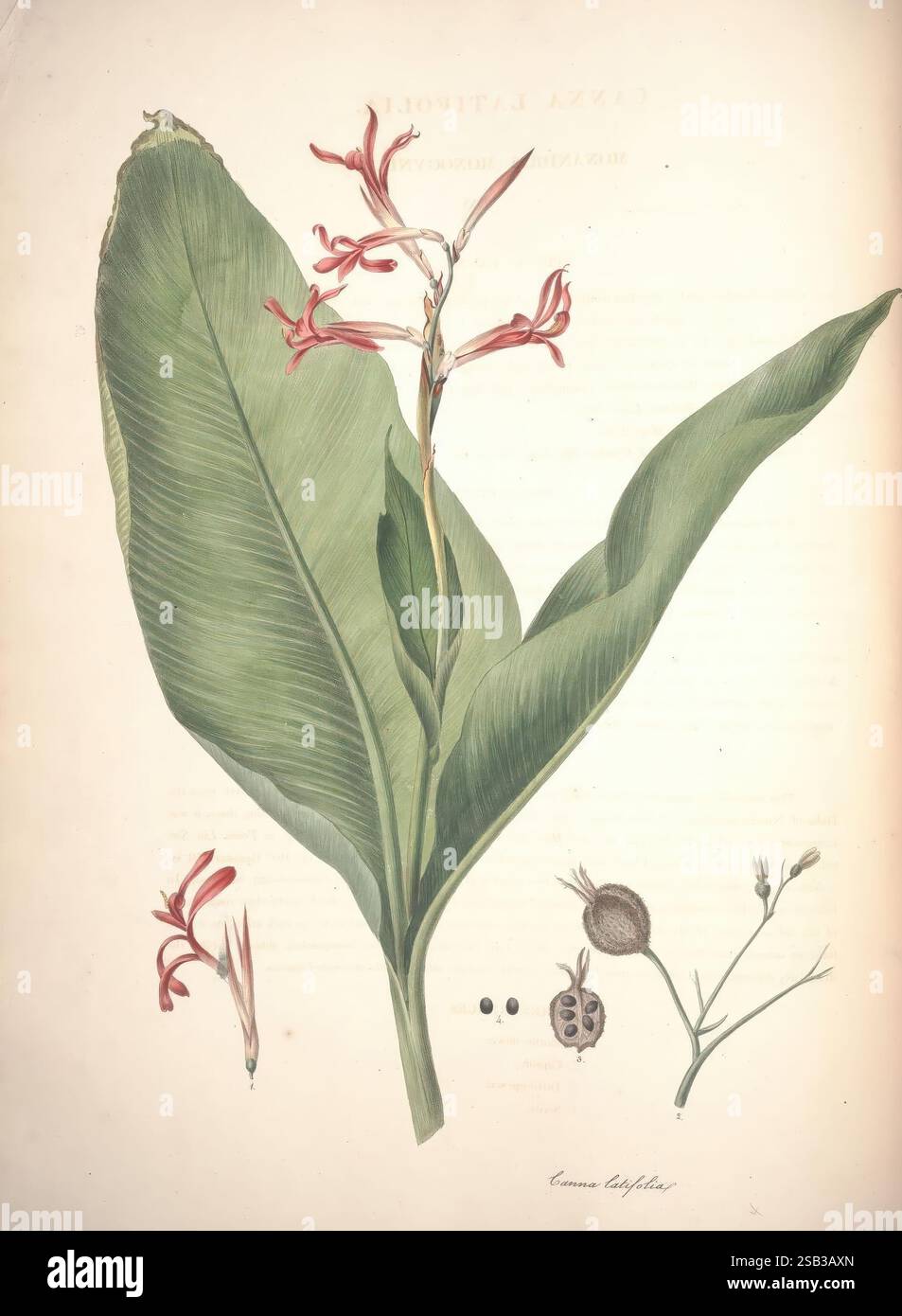 Monandrian plants of the order Scitamineae, Liverpool, George Smith ...