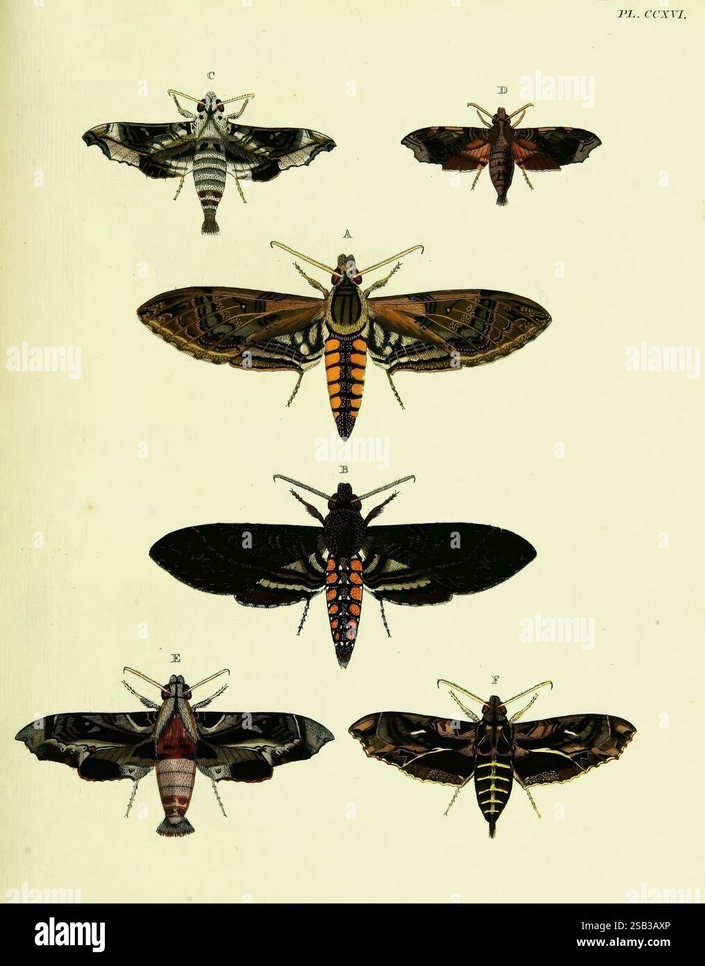 Intricately detailed moth species hi-res stock photography and images ...