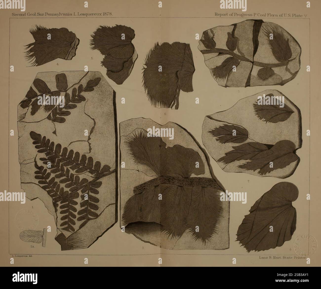 Revealing various shapes hi-res stock photography and images - Alamy