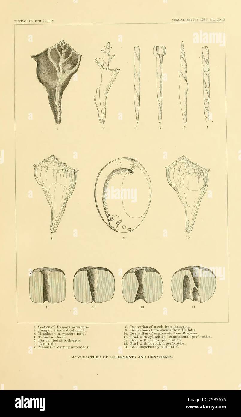 Holmes busycon perversum sinistrofulgur perversum shell hi-res stock ...