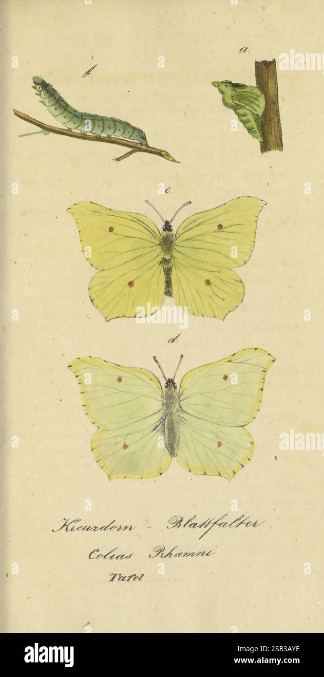 Two golden yellow butterflies hi-res stock photography and images - Alamy