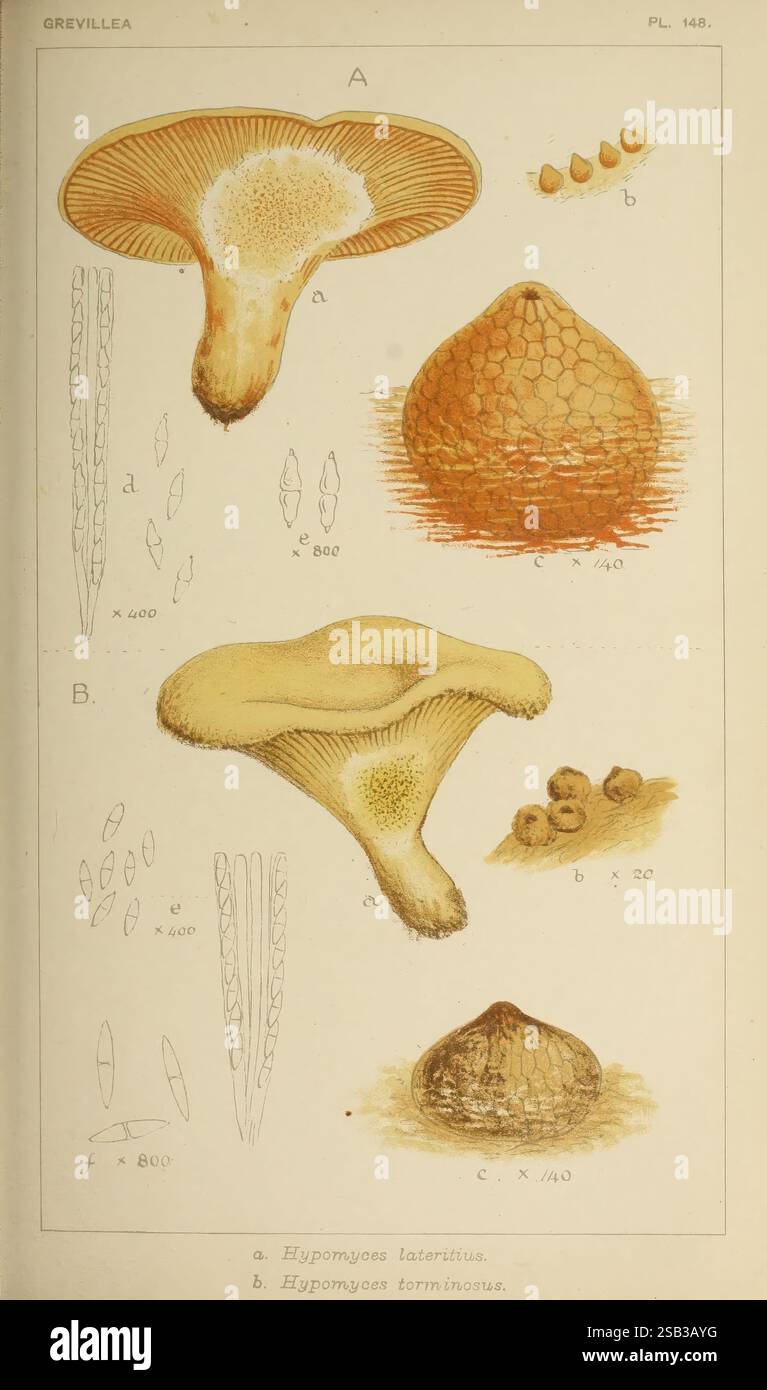 Grevillea, London, 1872-1894, cryptogamia, cryptogams, periodicals ...