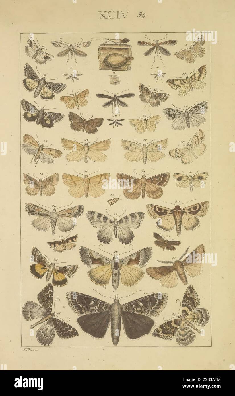 Lepidoptera, Manuscript, Between 1873-1883, Lepidoptera, Life cycles ...
