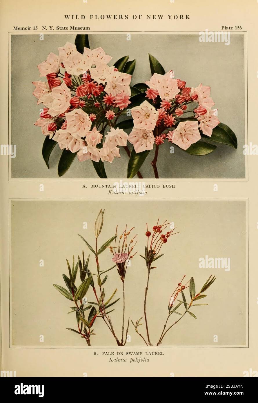 Wild flowers of New York. 1918. new york state, pictorial works ...