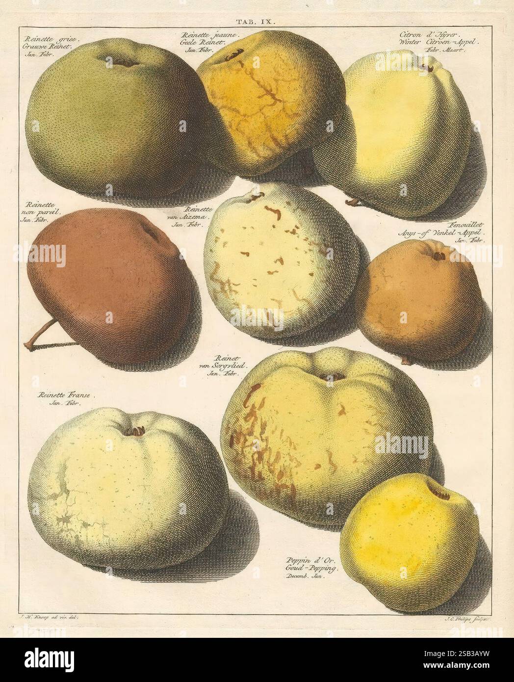 Pomologia te leeuwarden hi-res stock photography and images - Alamy