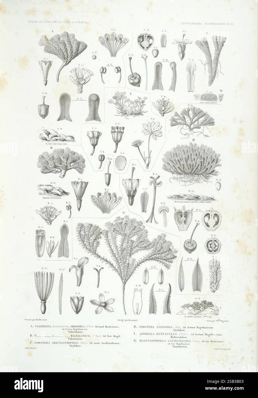 Plant Reproductive Structure