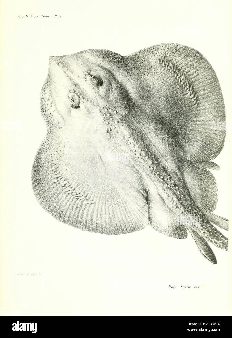 The Danish Ingolf-Expedition, Copenhagen, H. Hagerup, 1899-1928, Arctic ...