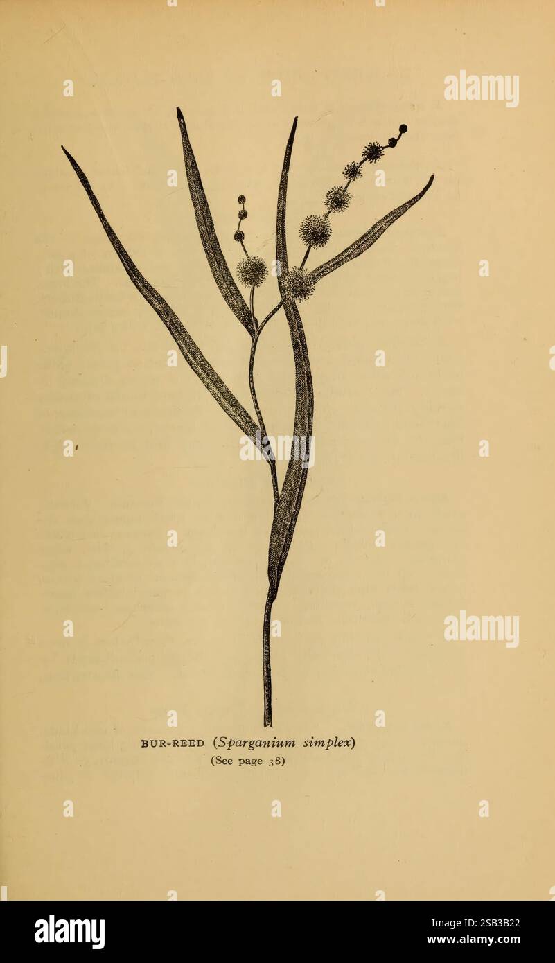 Harper's Guide to Wild Flowers, New York, 1912. United States ...