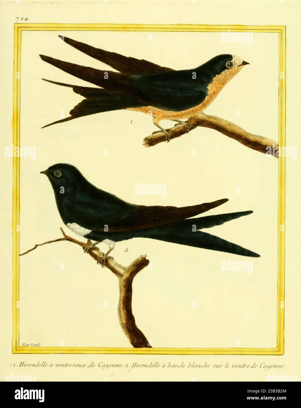 Planches enluminées d'histoire naturelle, Paris?, s.n, 1765-1783 ...