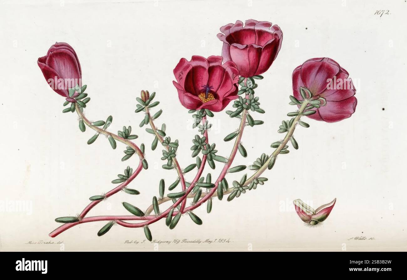 Plant introduction plants ornamental 76 sarah ann drake 2 women hi-res ...