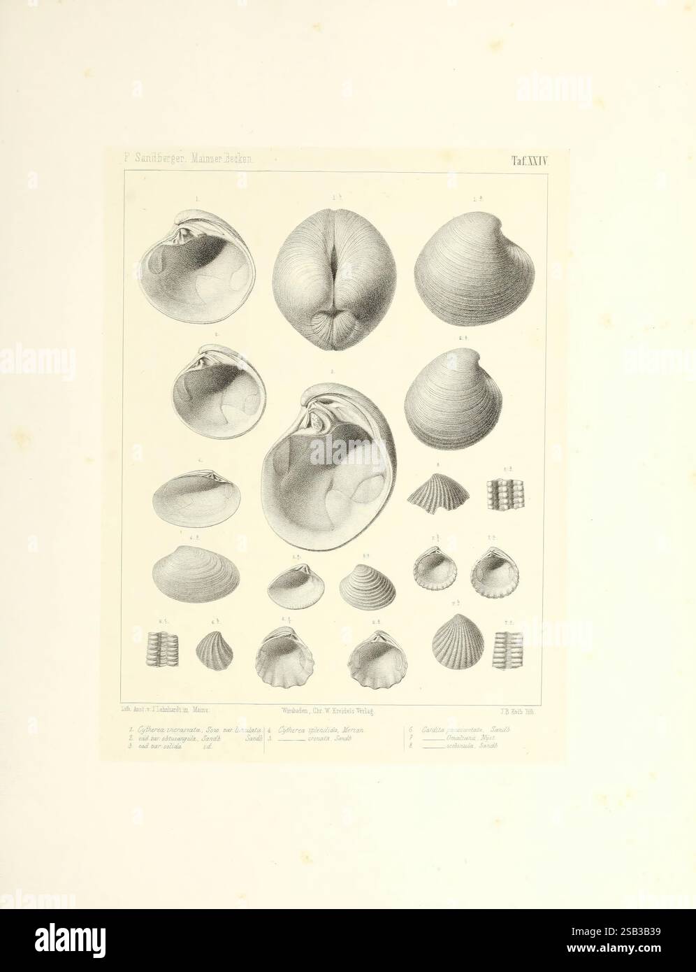 Labeled section presents distinct species hi-res stock photography and ...