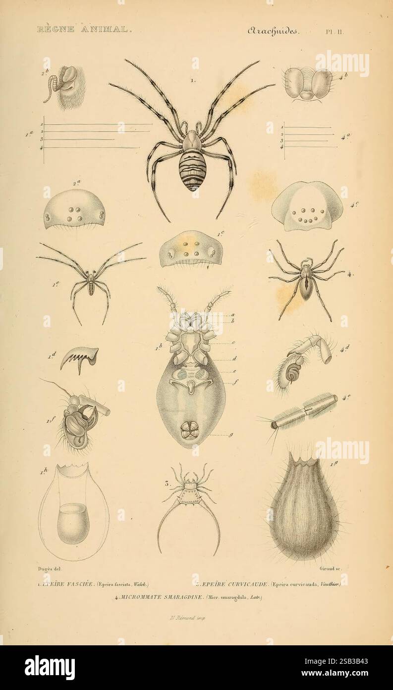 Variety of detailed depictions of different arachnid species hi-res ...