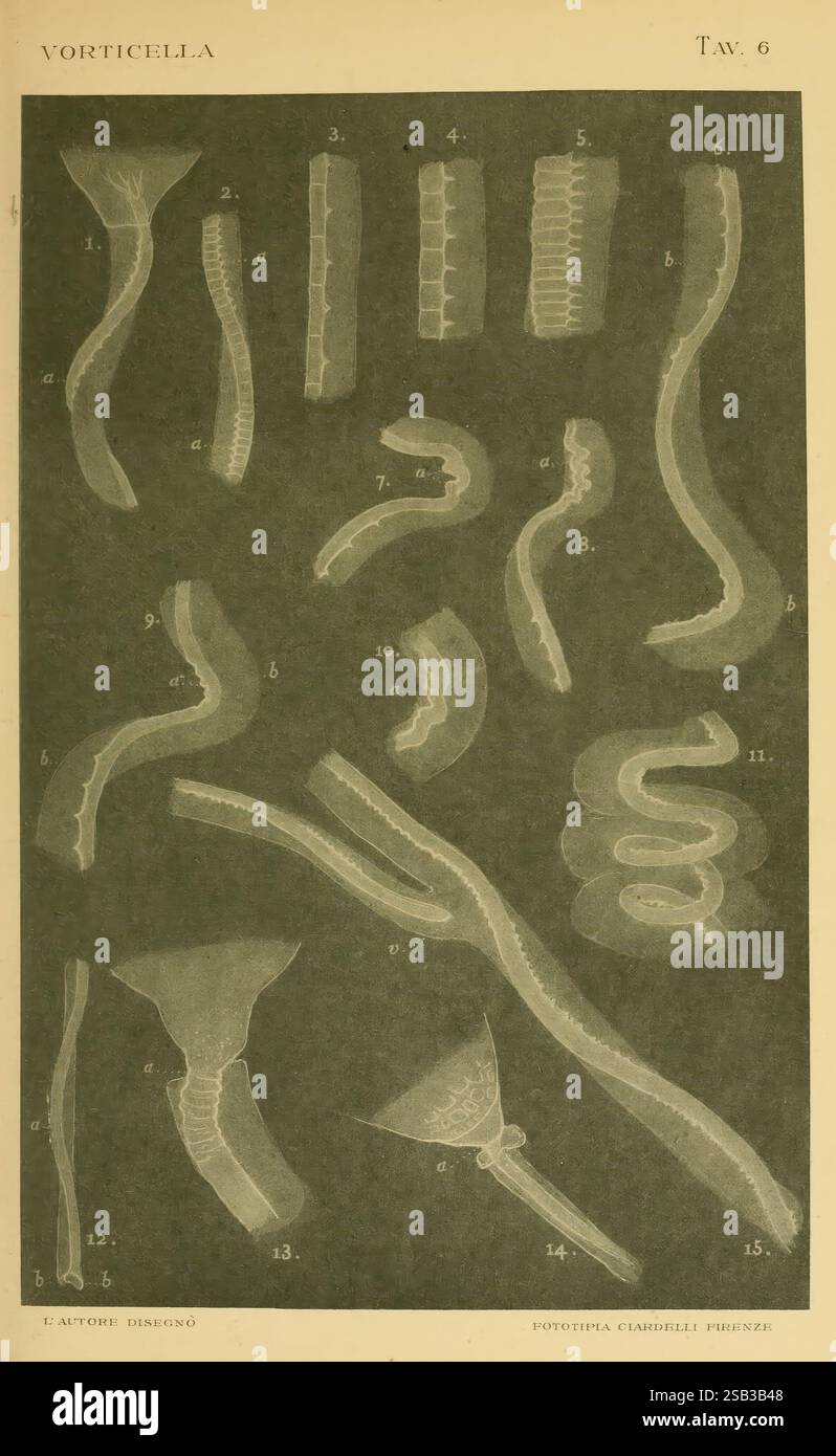 Genesi, organizzazione e metamorfosi degli infusori, Firenze, Tipo. di ...