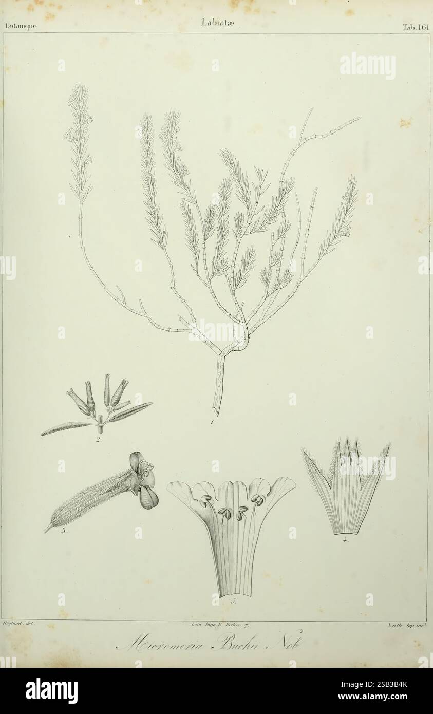 Histoire naturelle des Iles Canaries, Paris, Bethune, editor 1836-1850 ...
