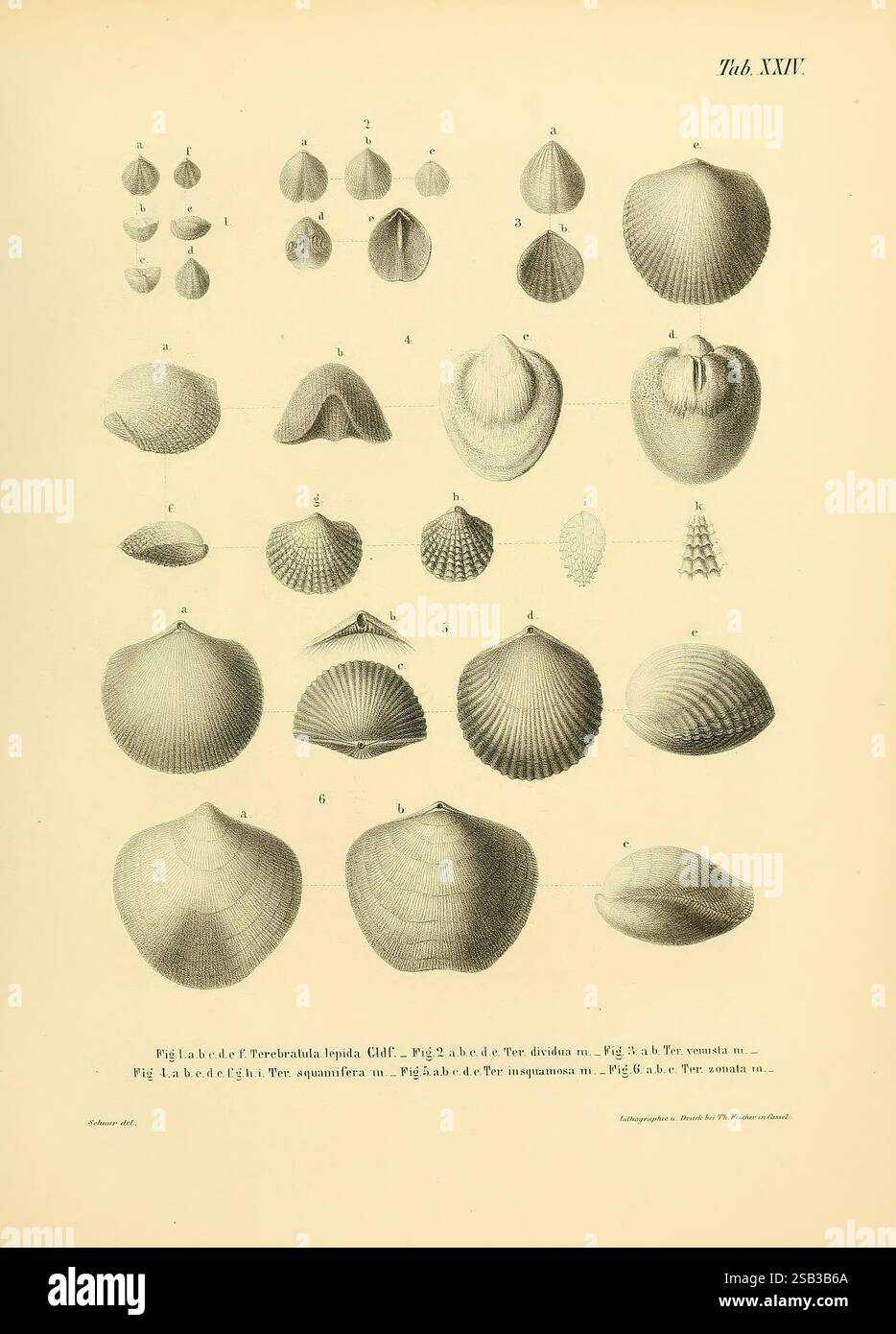 Palaeontographica, Cassel, Theodor Fischer, 1846-1933, 560643, geology ...