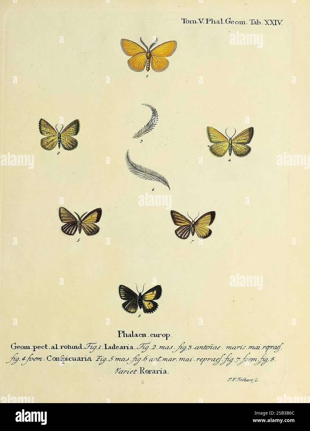 Detailed labels beneath identifying hi-res stock photography and images ...