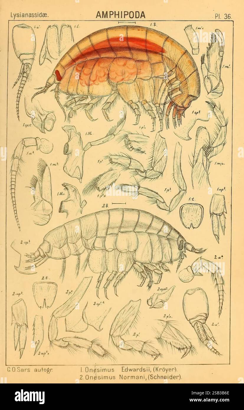 An account of the Crustacea of Norway Christiania, A. Cammermeyer, 1895 ...