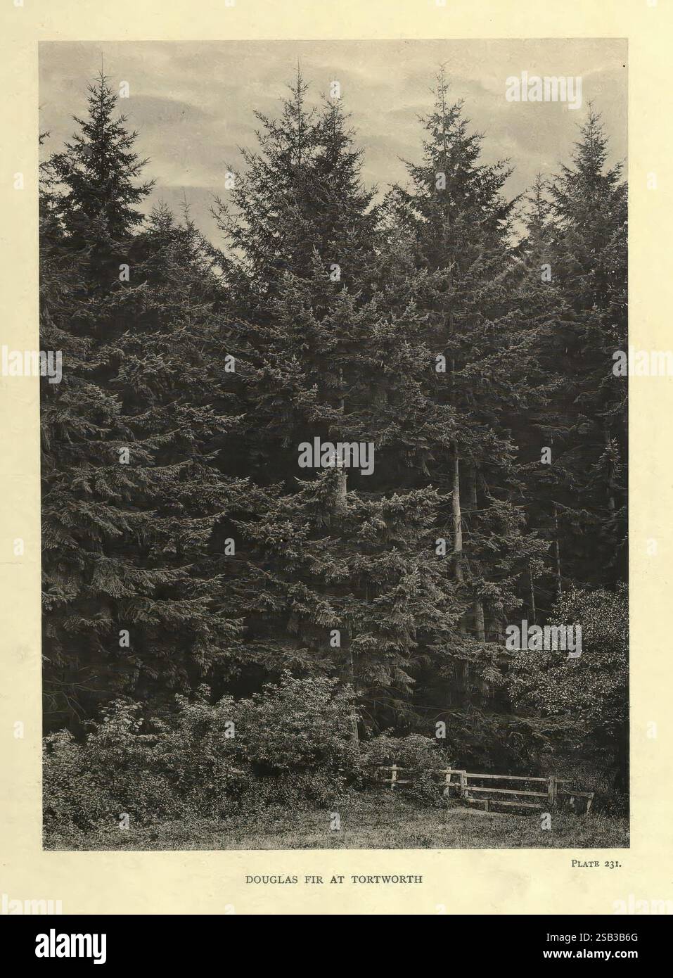 Subtle clearing reveals hi-res stock photography and images - Alamy