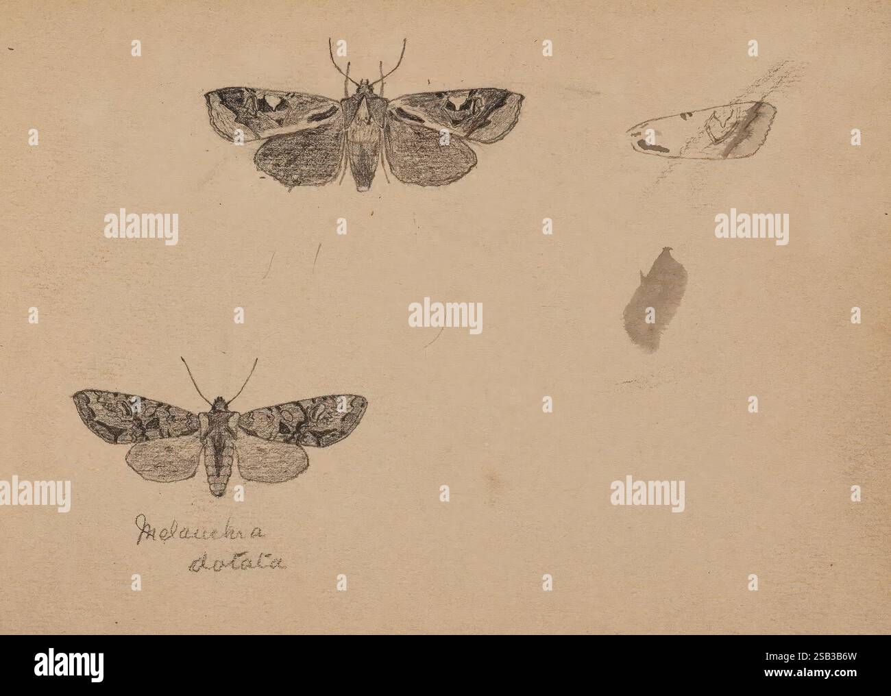 Larger moth illustration hi-res stock photography and images - Alamy