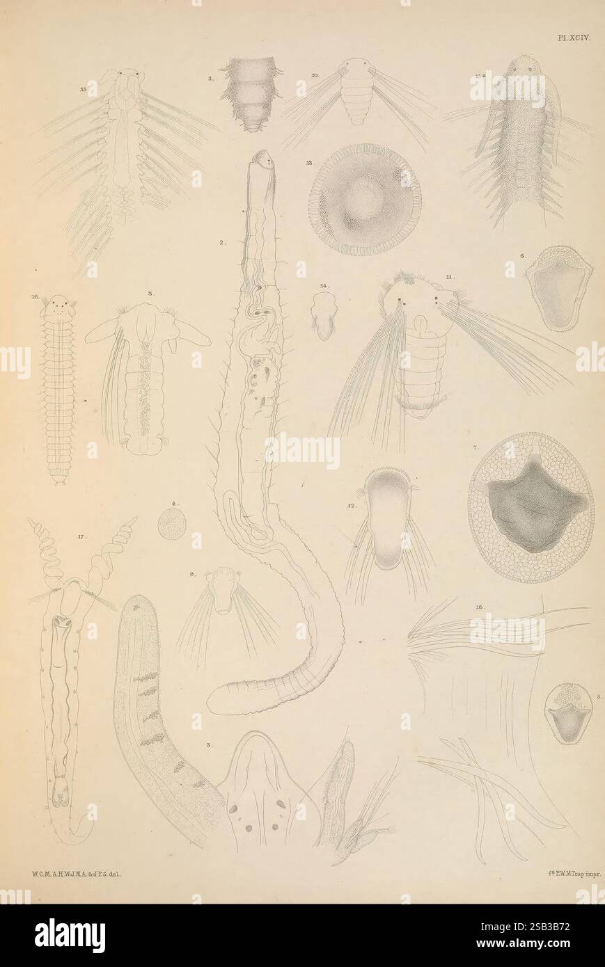 A monograph of the British marine annelids London, The Ray Society ...