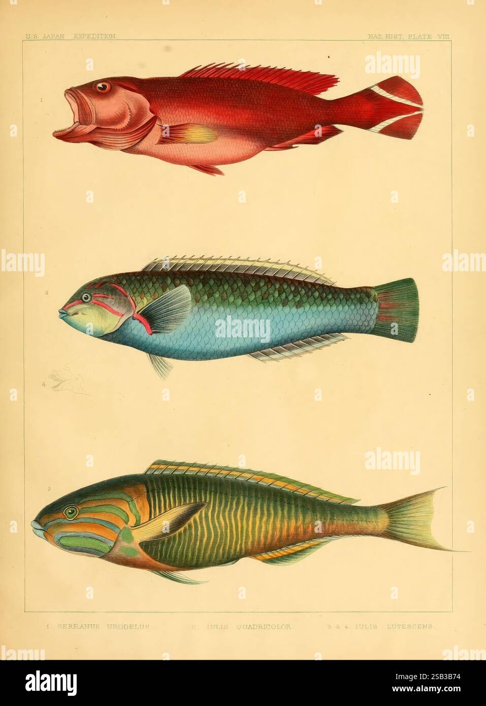 Notes on some figures of Japanese fish Washington, s.n, 1856?, Japan ...