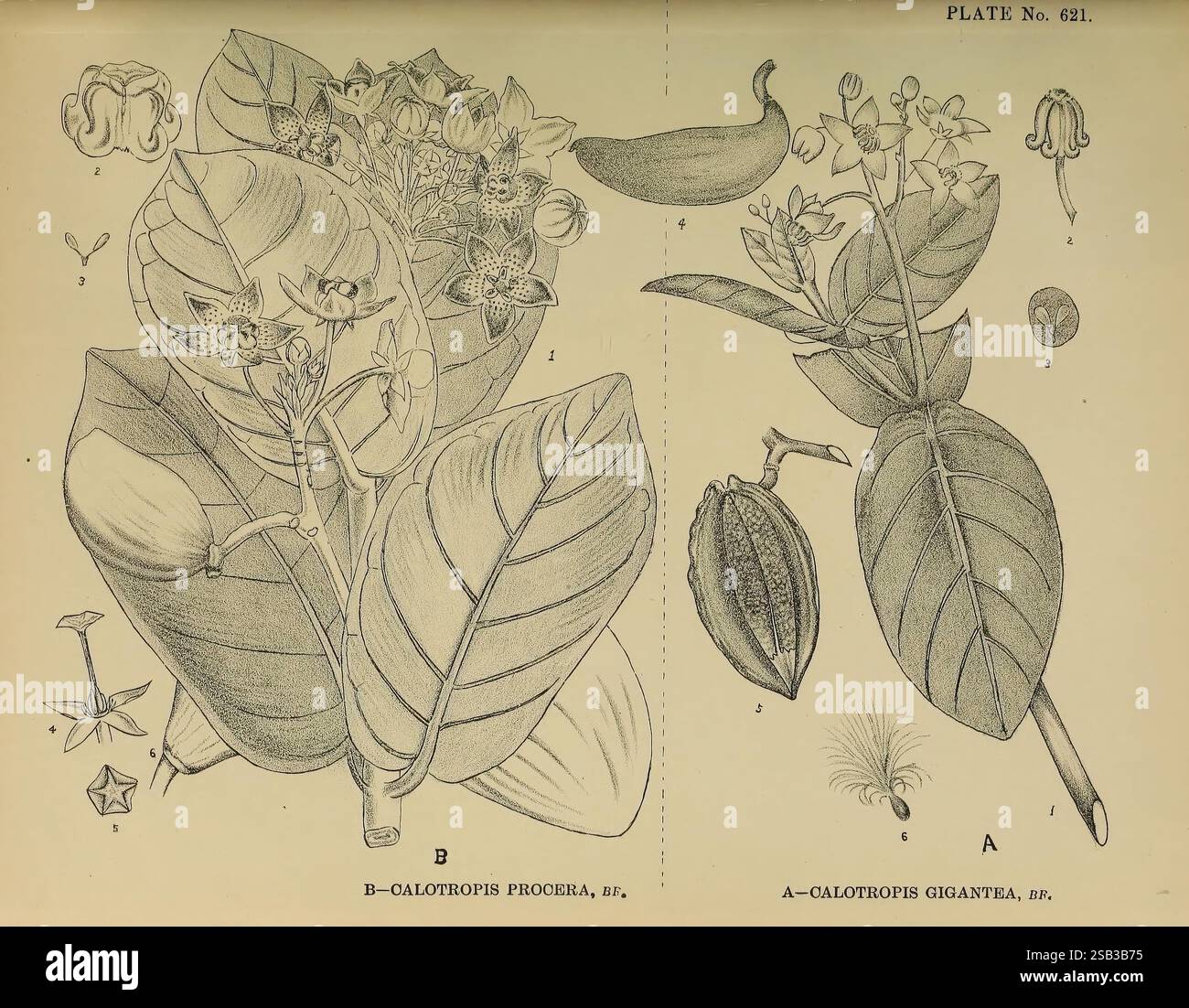 Indian medicinal plants Bahadurganj, India, Sudhindra Nath Basu, Pâninî ...