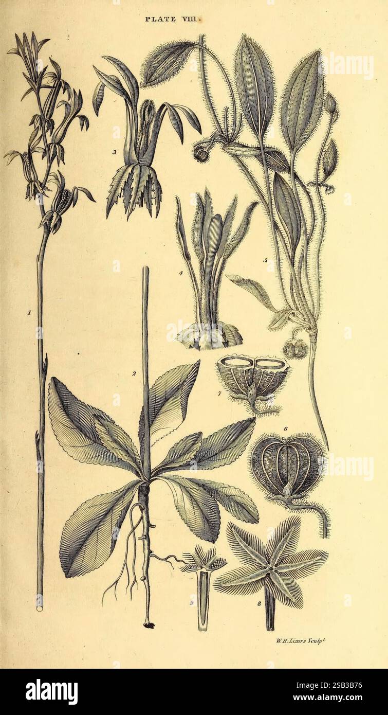 Section displays various plant structures hi-res stock photography and ...