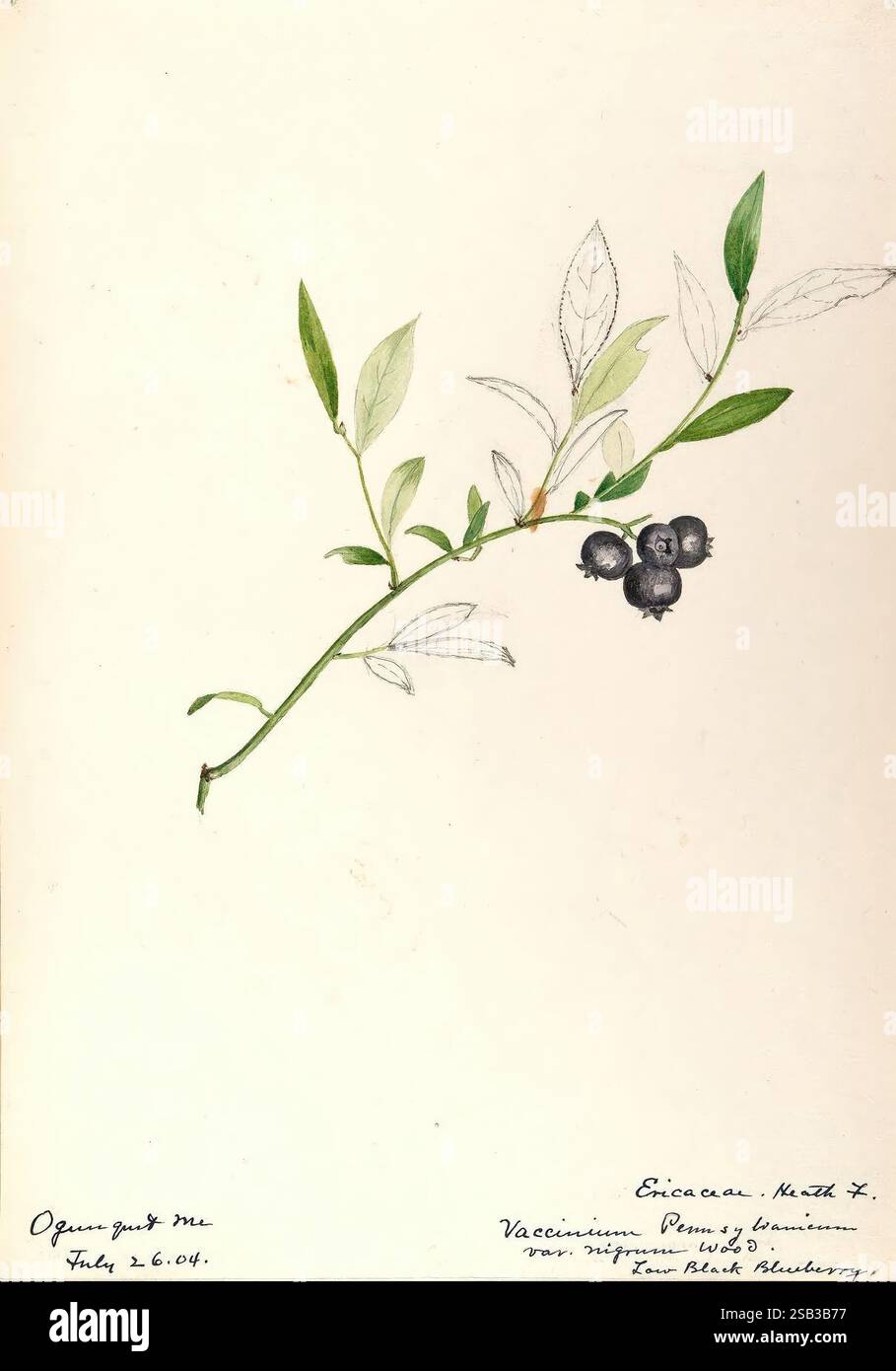 Botanical drawing blueberry hi-res stock photography and images - Alamy