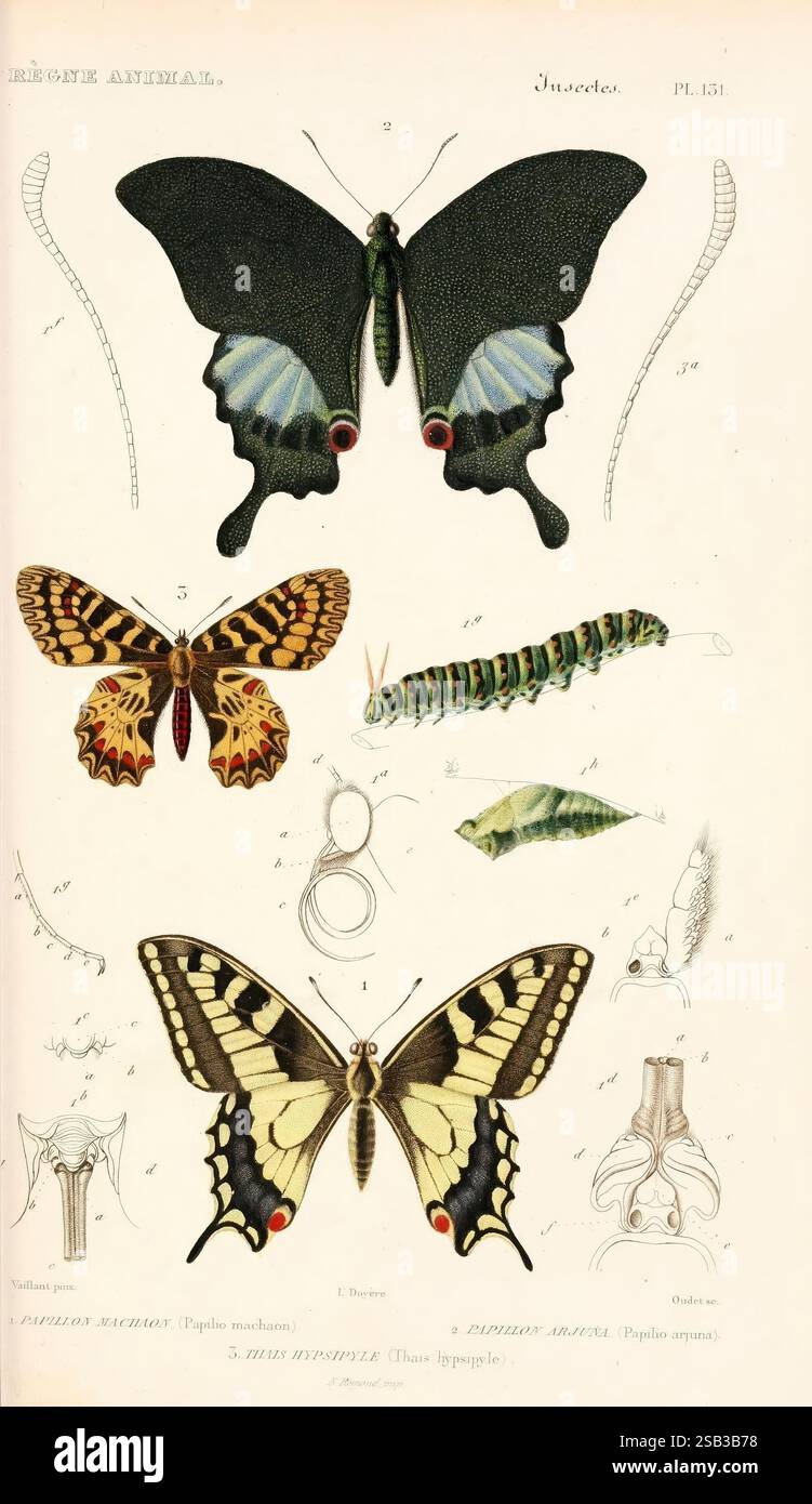 Le règne animal distribué d'après son organisation, Paris, 1836-1849 ...
