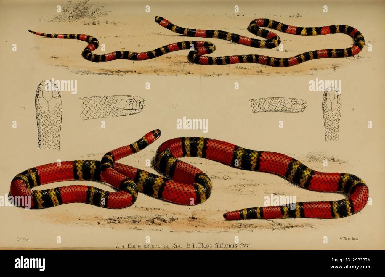 Head features detailed markings hi-res stock photography and images - Alamy