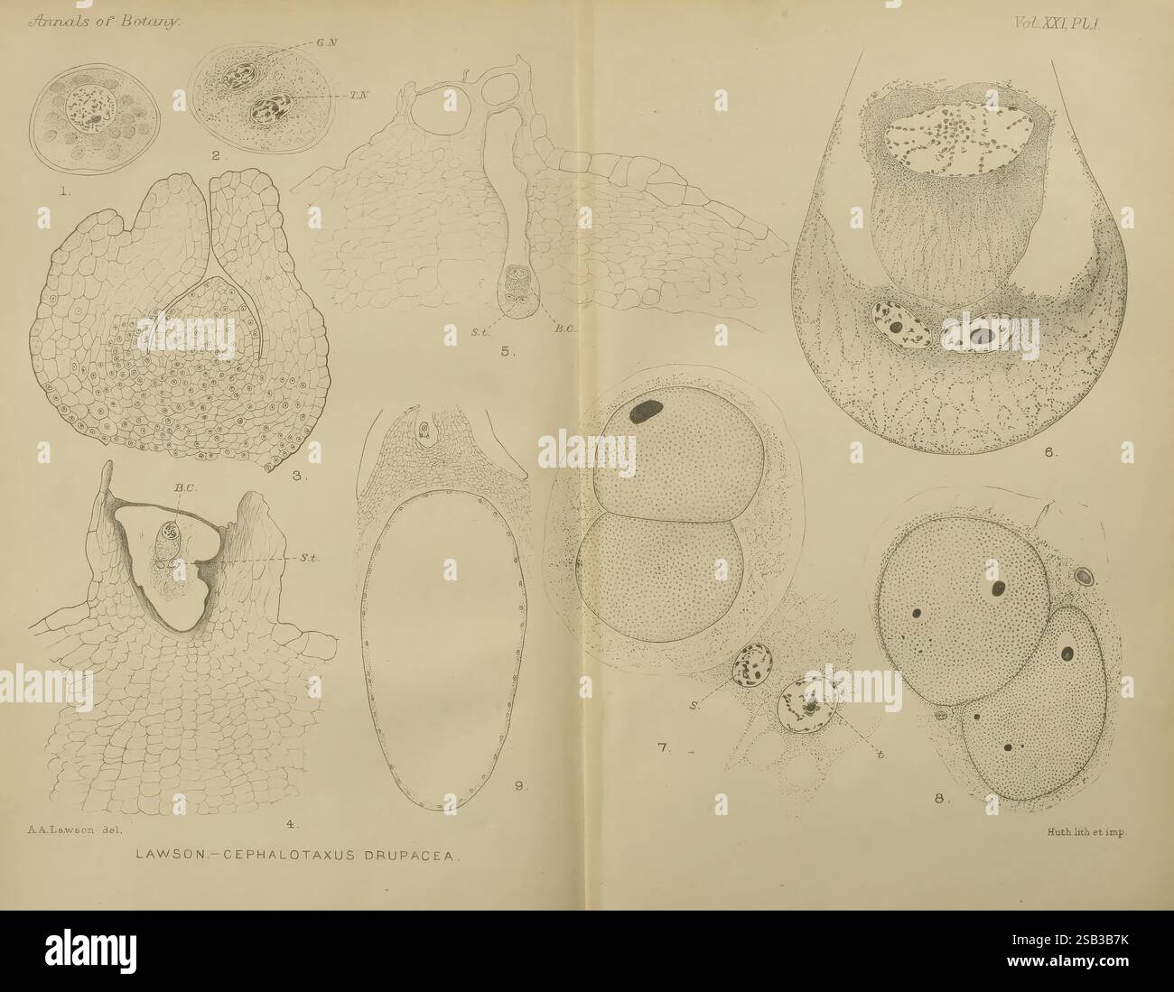 Section displays various plant structures hi-res stock photography and ...