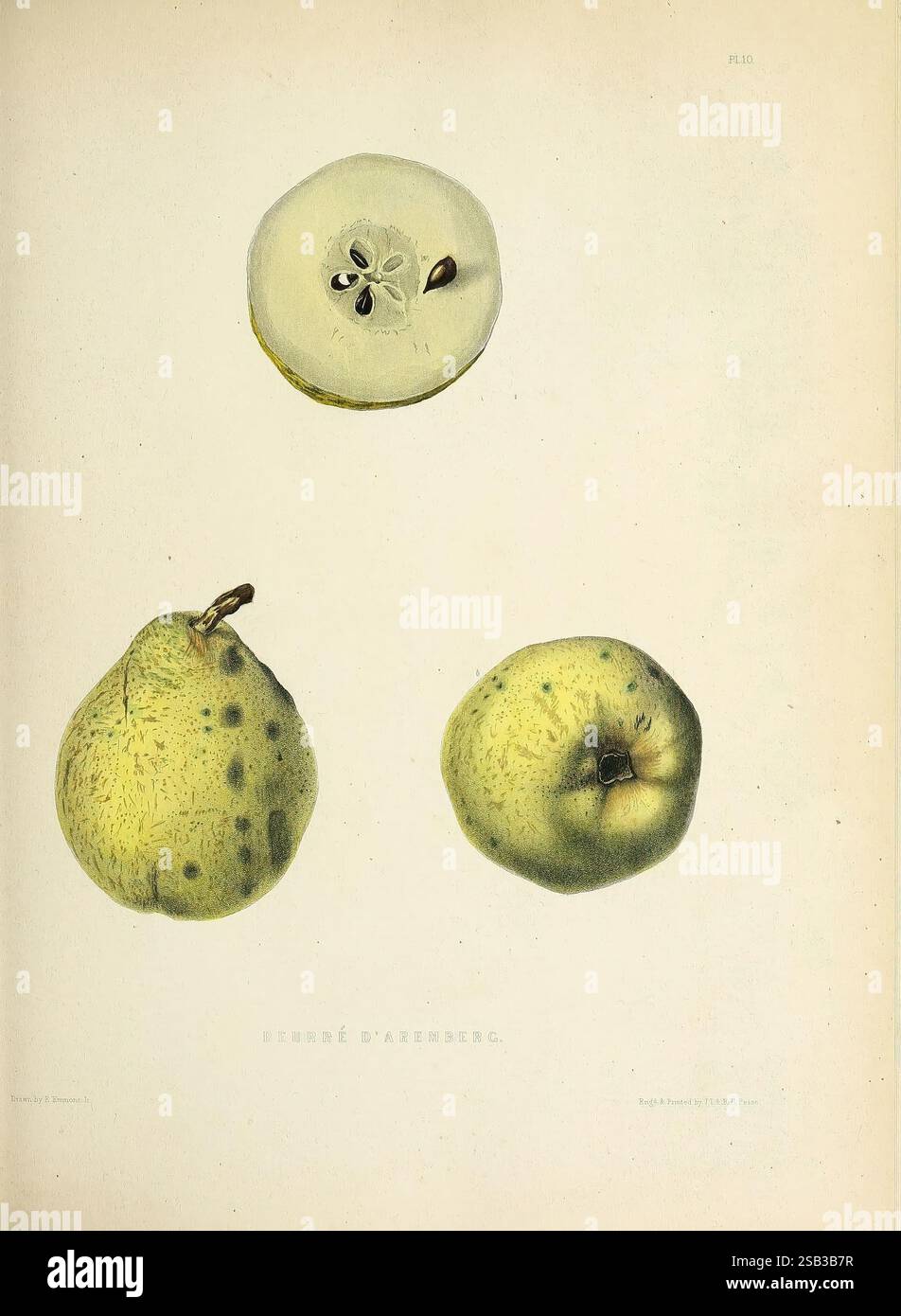 Pears unique characteristics hi-res stock photography and images - Alamy